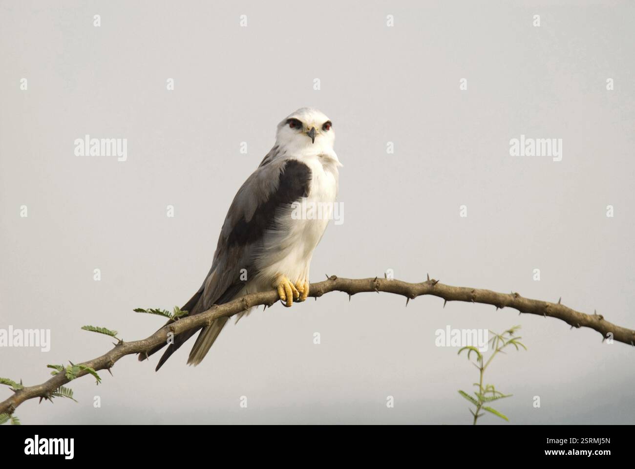 Birds, black shouldered kite elanus caeruleus at Mavatahur lake near ...
