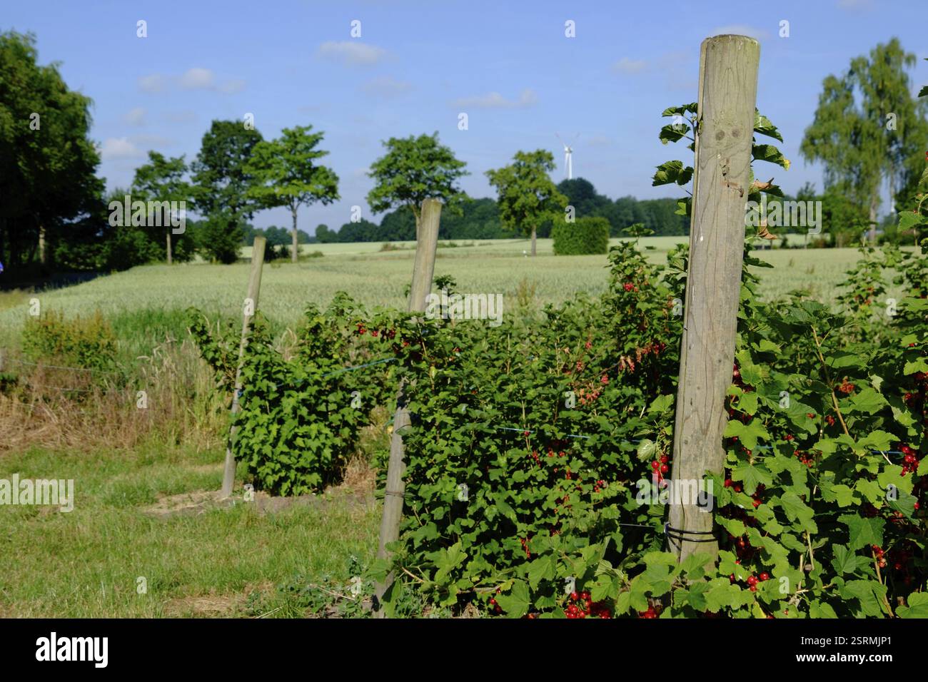 Stakes with berry bushes in a green meadow landscape, ramsdorf ...