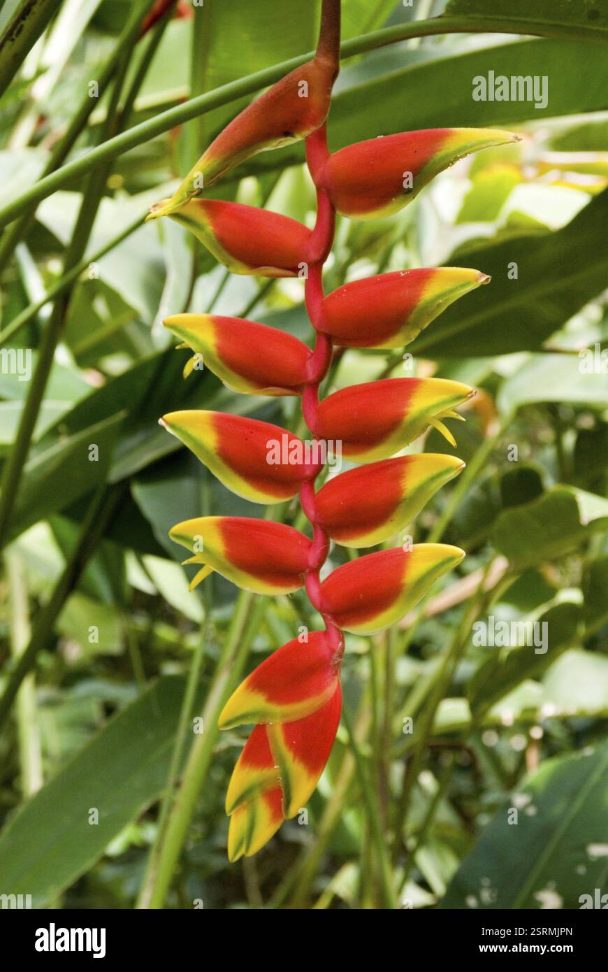 Heliconia background backgrounds bloom blossom blooms blossoms close ...