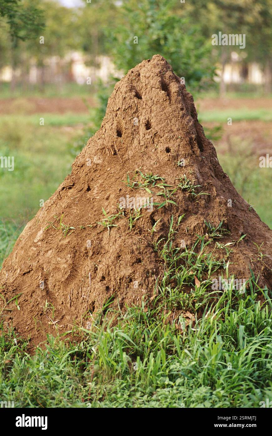 Insects, ants hill Stock Photo - Alamy