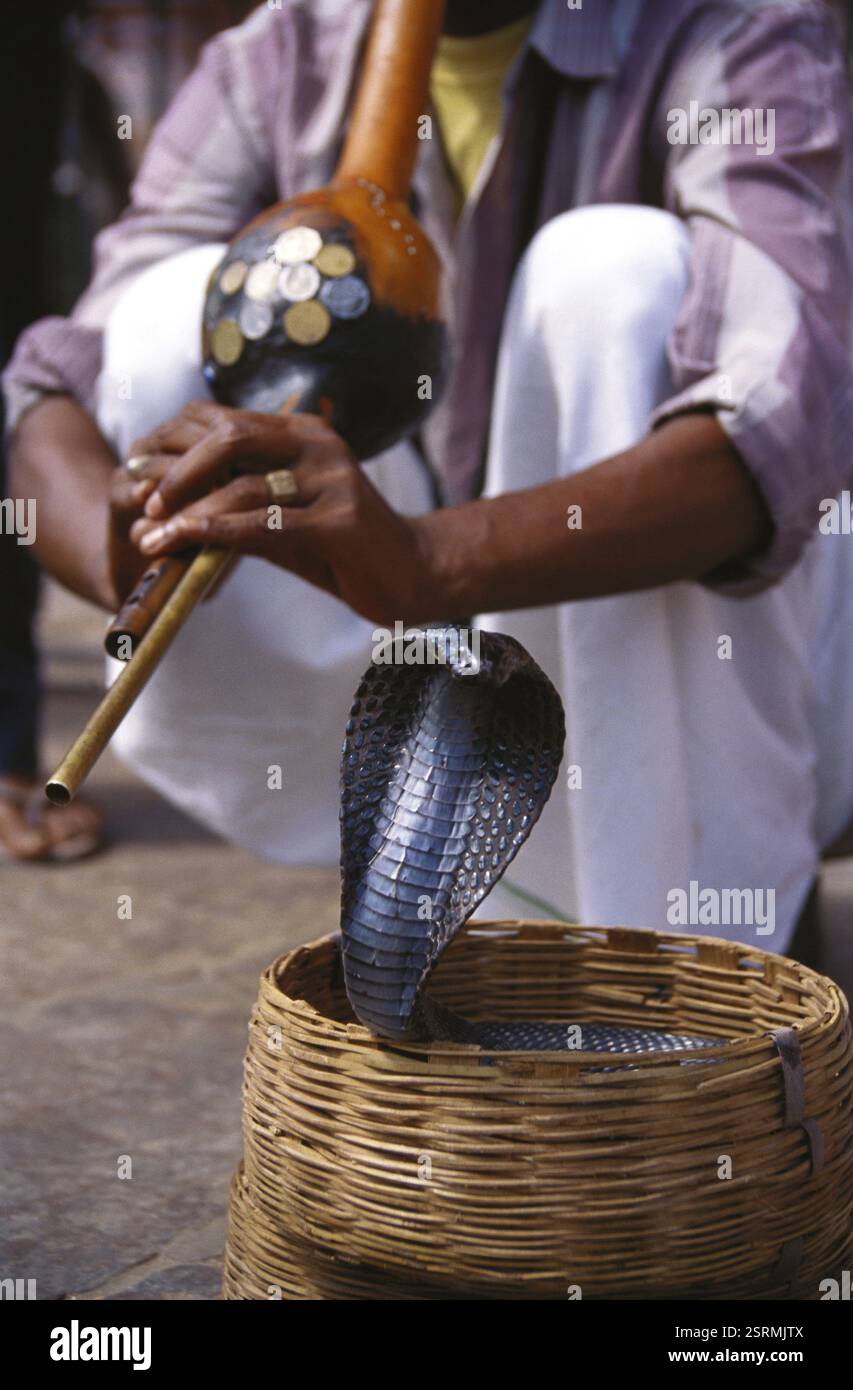 Cobra and snake charmer, India, Asia Stock Photo - Alamy