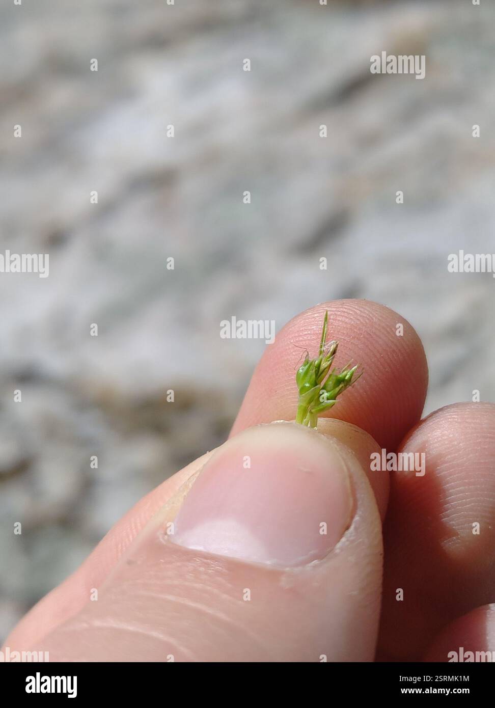 Umbel-like Sedge (Carex tonsa rugosperma), Plantae, Saint-Simon-de ...