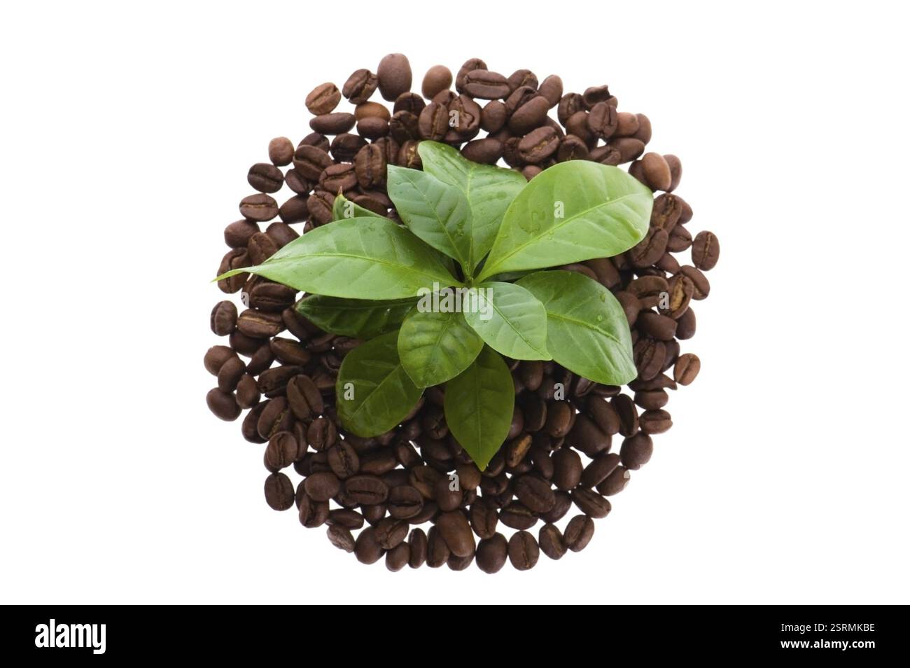 Coffea plant Cut Out Stock Images & Pictures - Alamy