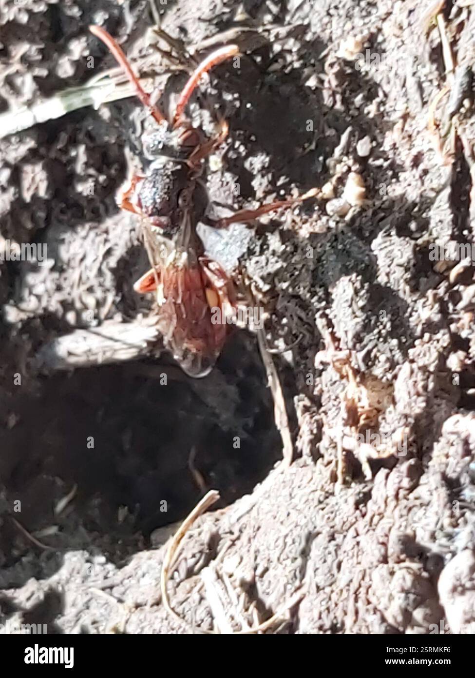 Nomad Bees (Nomada), Insecta, Longwell Green, Bristol, UK Stock Photo ...