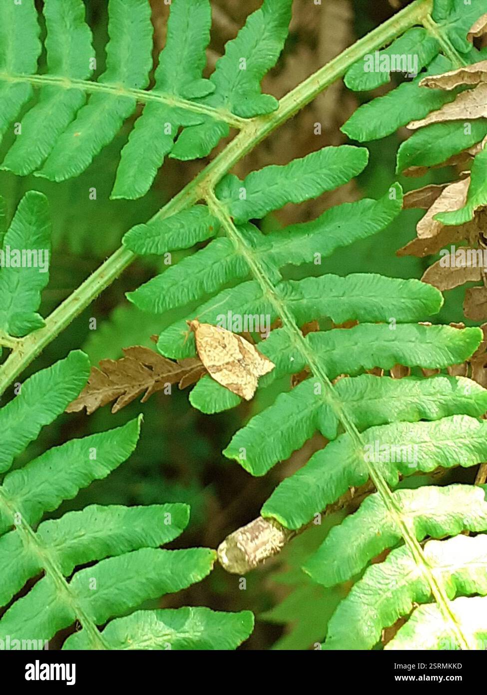 (Archipini), Insecta, Città metropolitana di Roma Capitale, Italia ...
