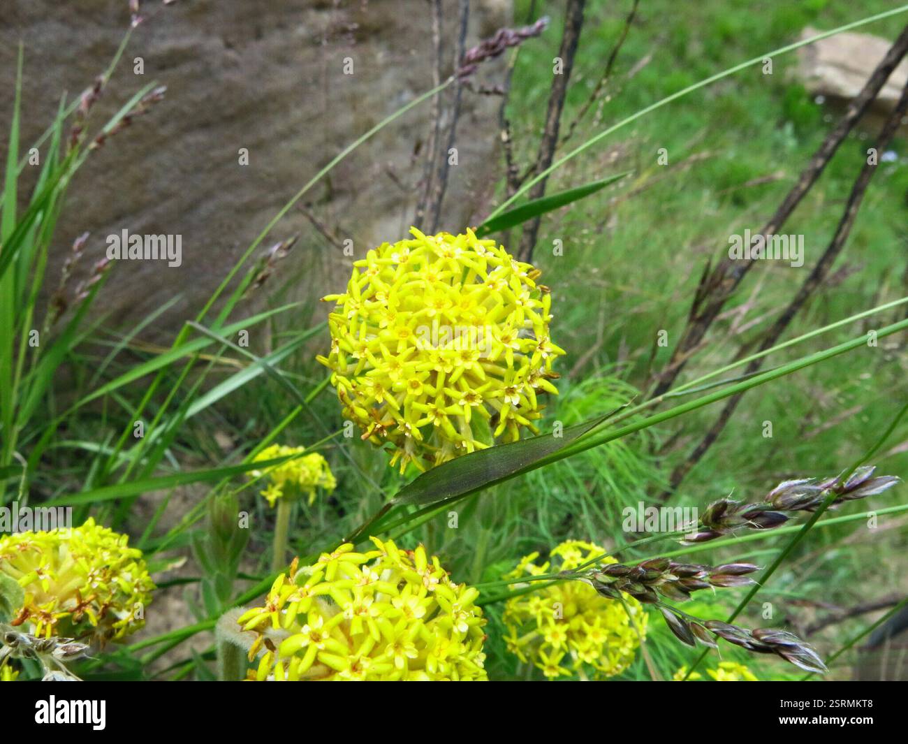 Yellowhead Curryflower (Lasiosiphon kraussianus), Plantae, uThukela ...