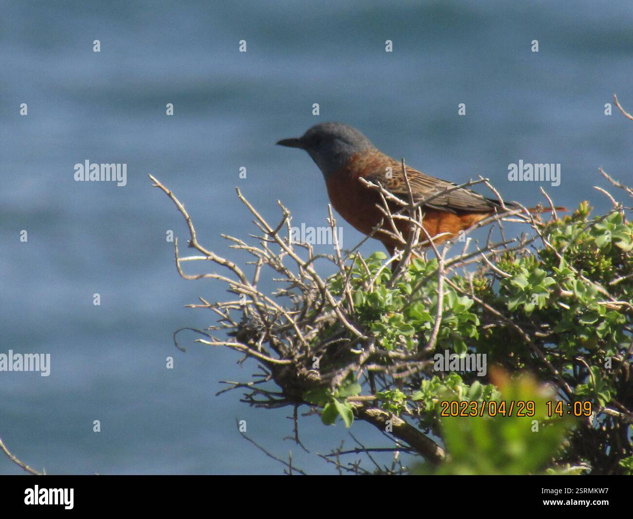 Cape Rock-Thrush (Monticola rupestris), Aves, City of Cape Town, ZA-WC, ZA Stock Photo - Alamy
