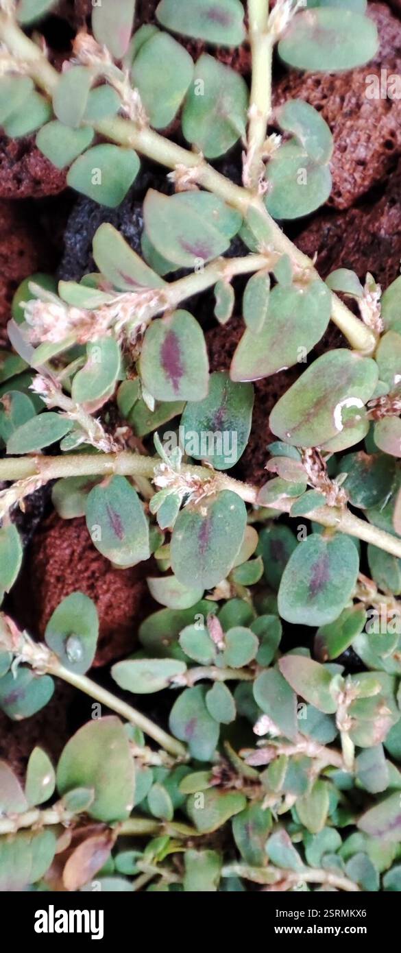 Red Caustic-creeper (Euphorbia thymifolia), Plantae, British Indian ...
