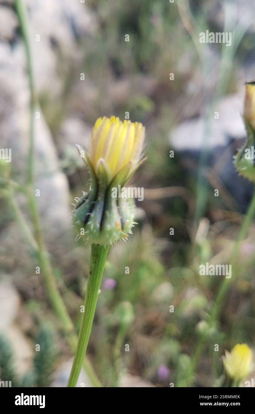 False Hawkbit (Urospermum picroides), Plantae, 34800 Cabrières, France ...