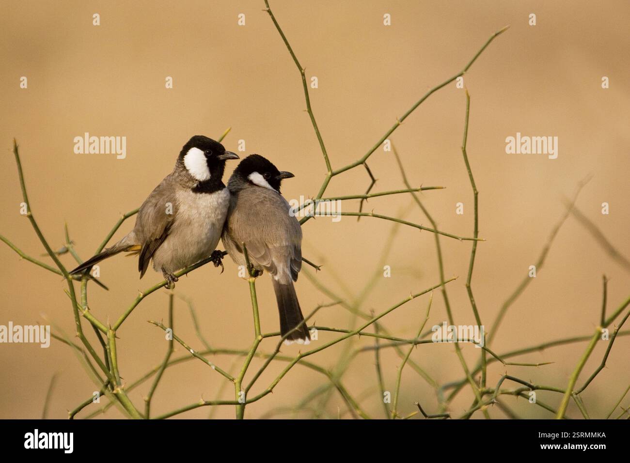 Bird, pair of White cheeked Bulbul or white eared Pycnonotus leucotis ...