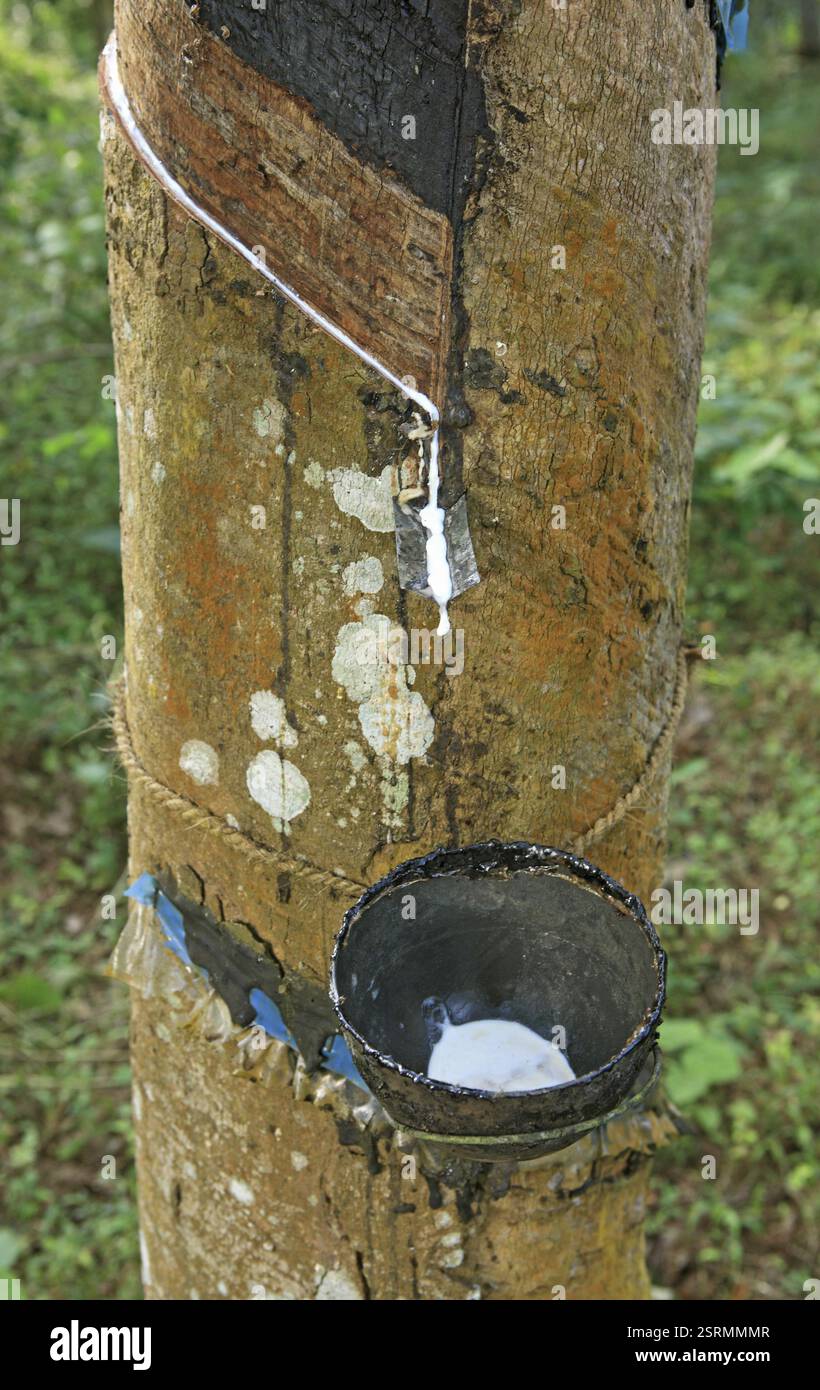 Raw rubber ficus elastica collected from rubber plant, Kottayam, Kerala ...