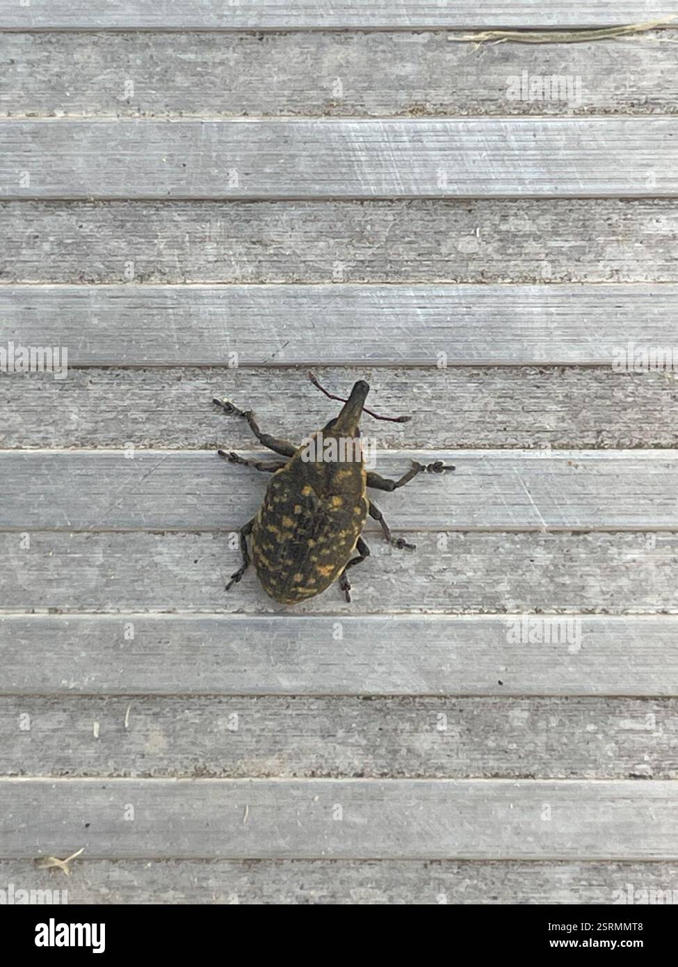 Turbine Cylindrical Weevil (Larinus turbinatus), Insecta, Sultan Dr ...