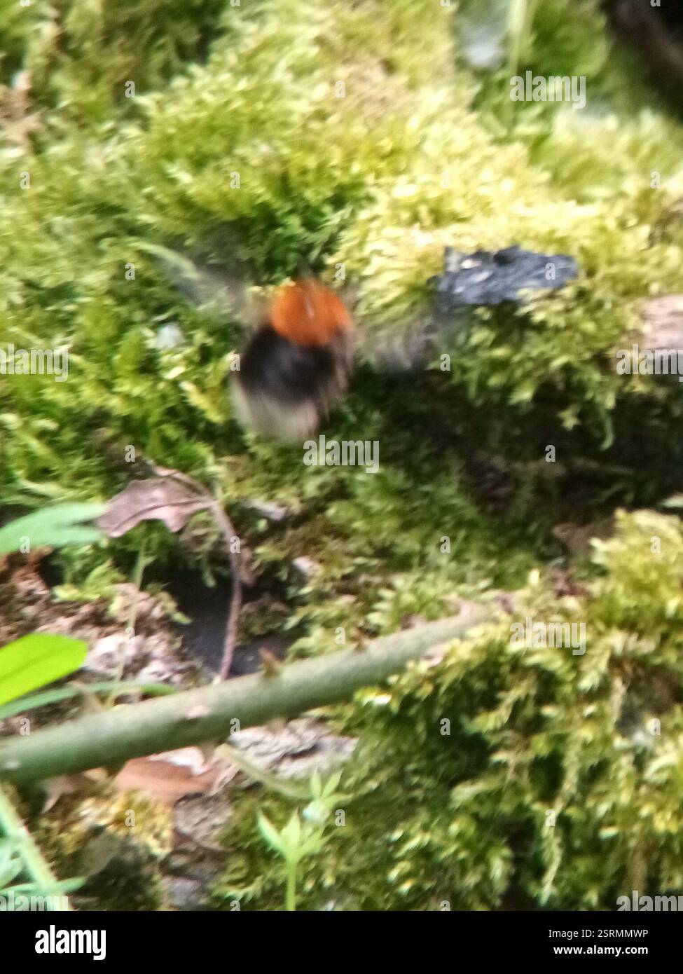 Tree Bumble Bee (Bombus hypnorum), Insecta, Melbourn, Royston SG8, UK ...
