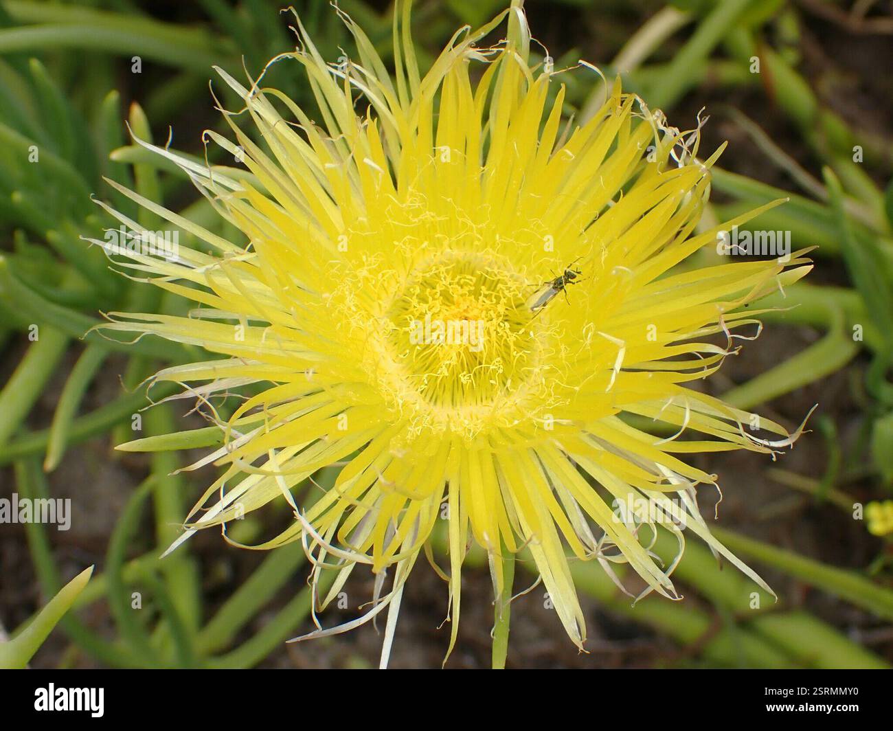 Pig's-root (Conicosia pugioniformis), Plantae, Dillon Beach, CA, USA ...