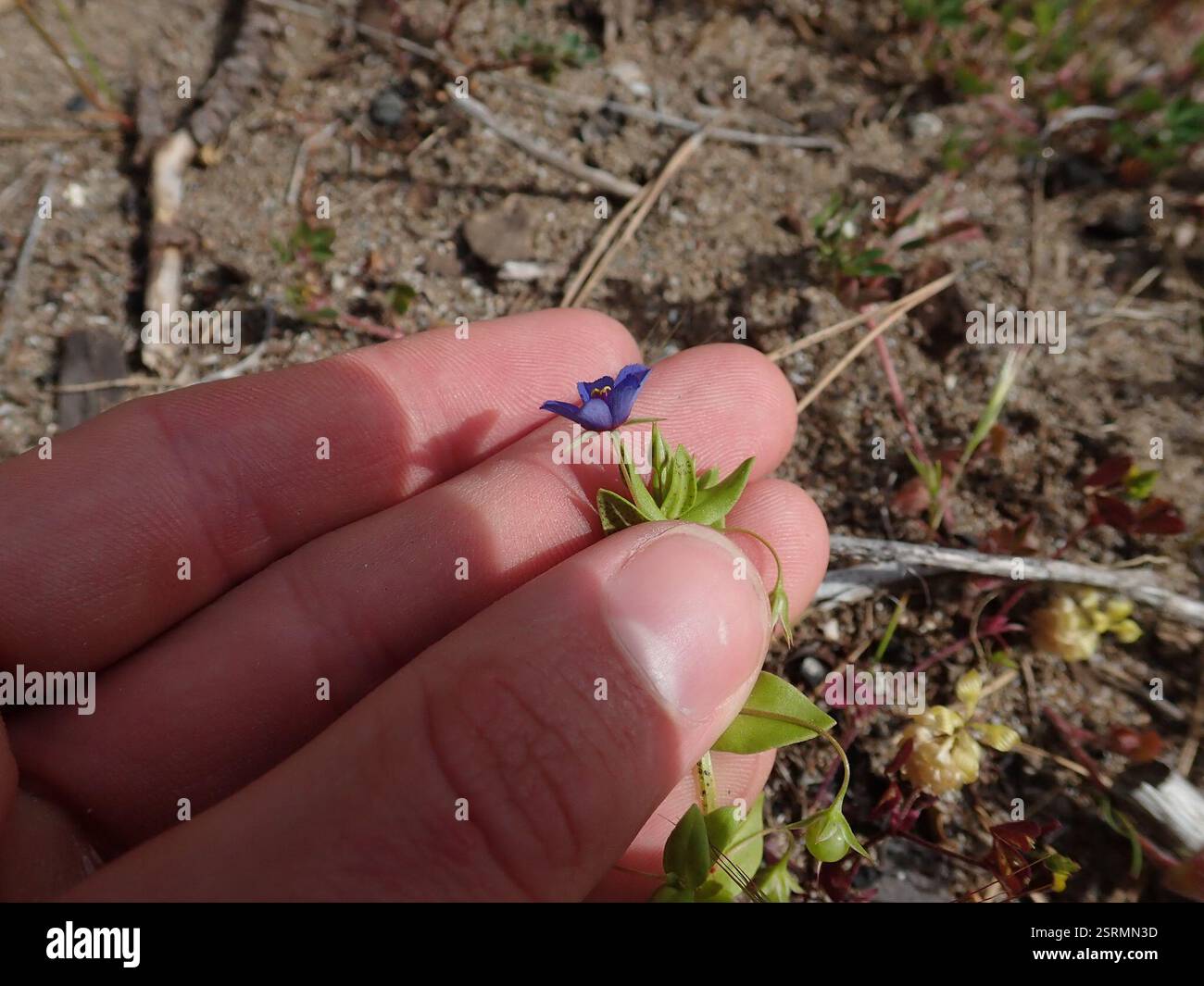 Foemina Blue Pimpernel (Lysimachia foemina), Plantae, İztuzu Plajı ...