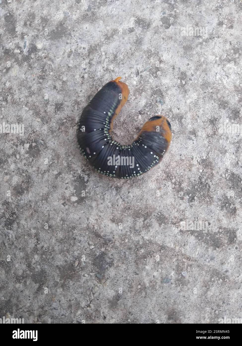 Oleander Hawkmoth (Daphnis nerii), Insecta, Paphos, Cyprus, Oleander ...