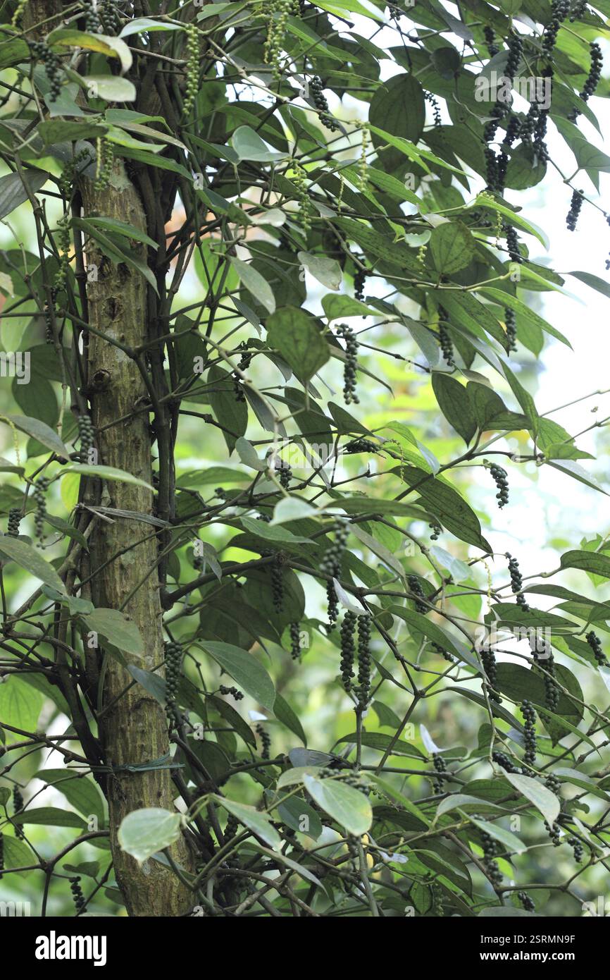 Spices, green pepper piper nigrum on plant, Thekkady Thekkadi, Dist ...