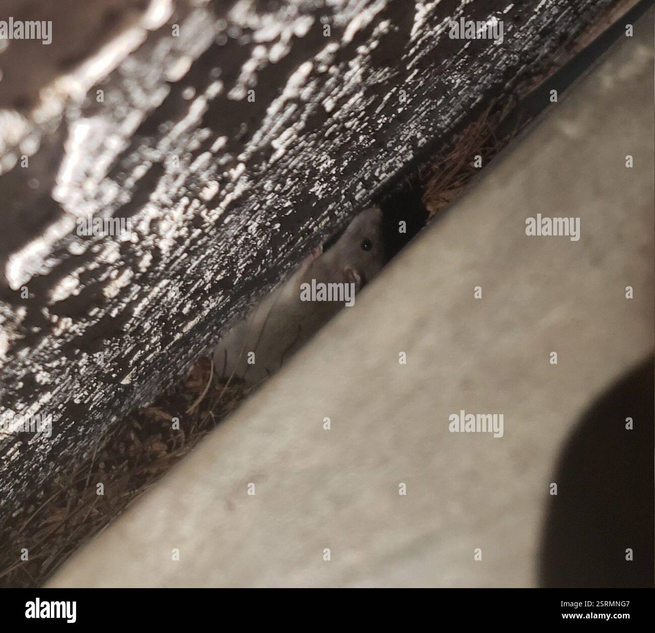 Mice, Rats, and Hamsters (Myomorpha), Mammalia, Green Valley South ...