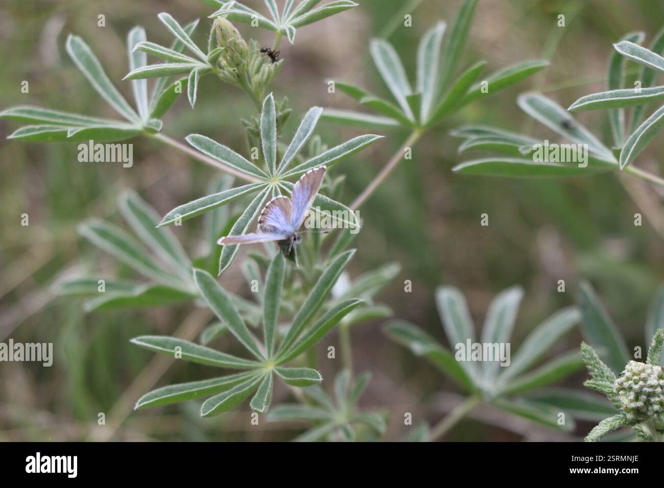 Arrowhead Blue (Glaucopsyche piasus), Insecta, Okanagan-Similkameen, BC ...