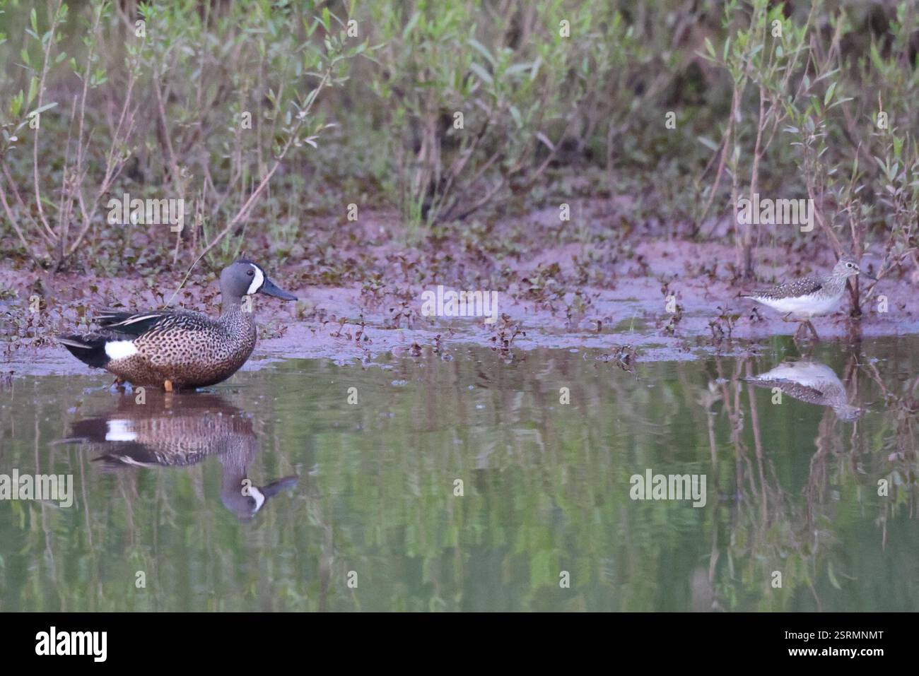 Blue-winged Teal (Spatula discors), Aves, Tuscarora Creek, Frederick ...