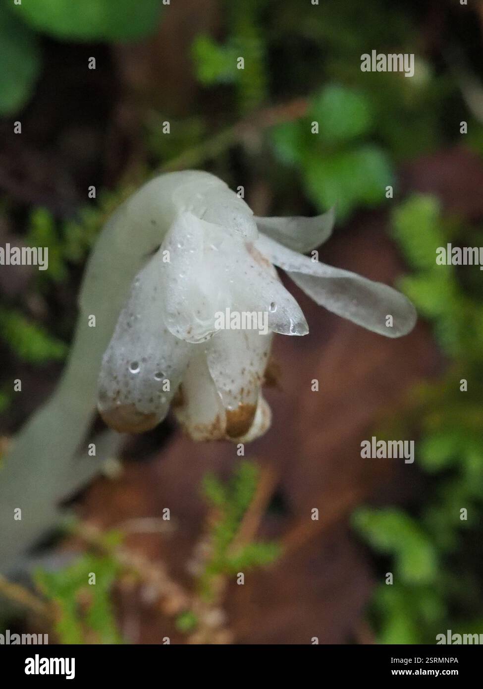 Convulsion Root (Monotropastrum humile), Plantae, 台灣桃園市 Stock Photo - Alamy