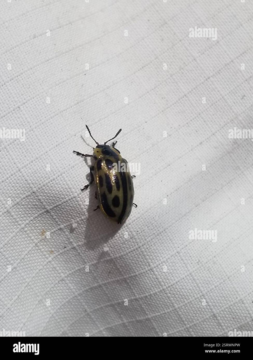 (Chrysomela confluens), Insecta, Eastside, Santa Barbara, CA, USA ...