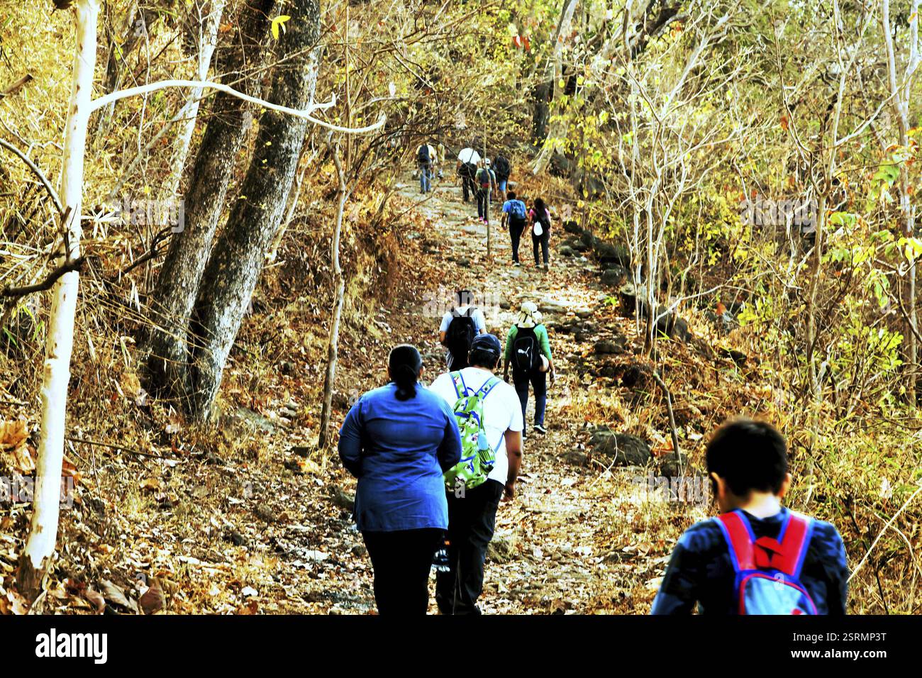 Trekking, SGNP forest, Borivali, Mumbai, Maharashtra, India, Asia Stock ...