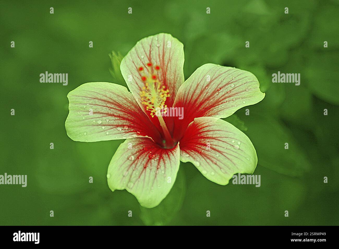 Hibiscus flower, visakhapatnam, andhra pradesh, India, Asia Stock Photo ...