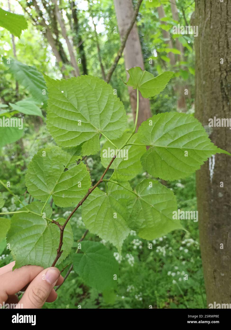 Small-leaved Lime (Tilia cordata), Plantae, Fulbourn, Cambridge, UK ...