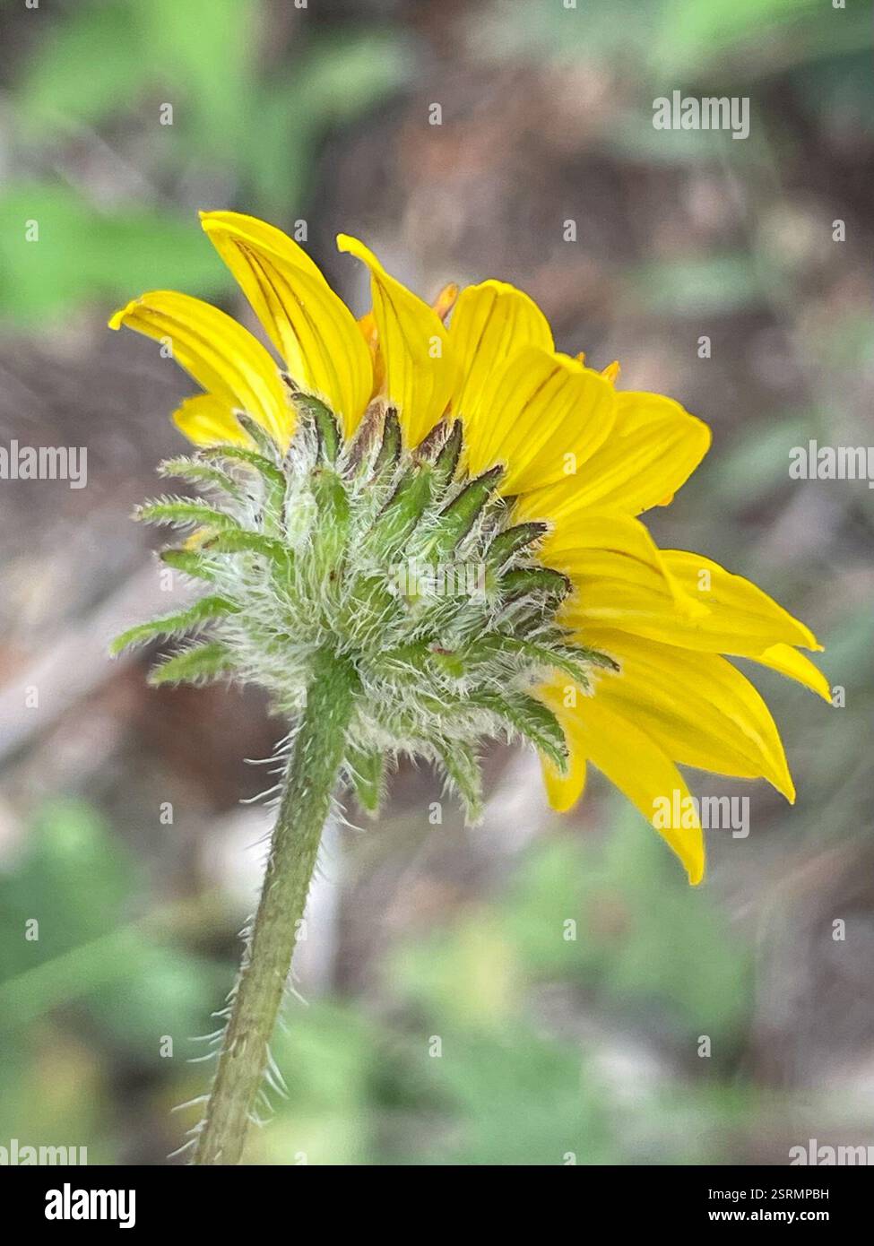 Awnless Bushsunflower (Simsia calva), Plantae, Eisenhower Park, San ...