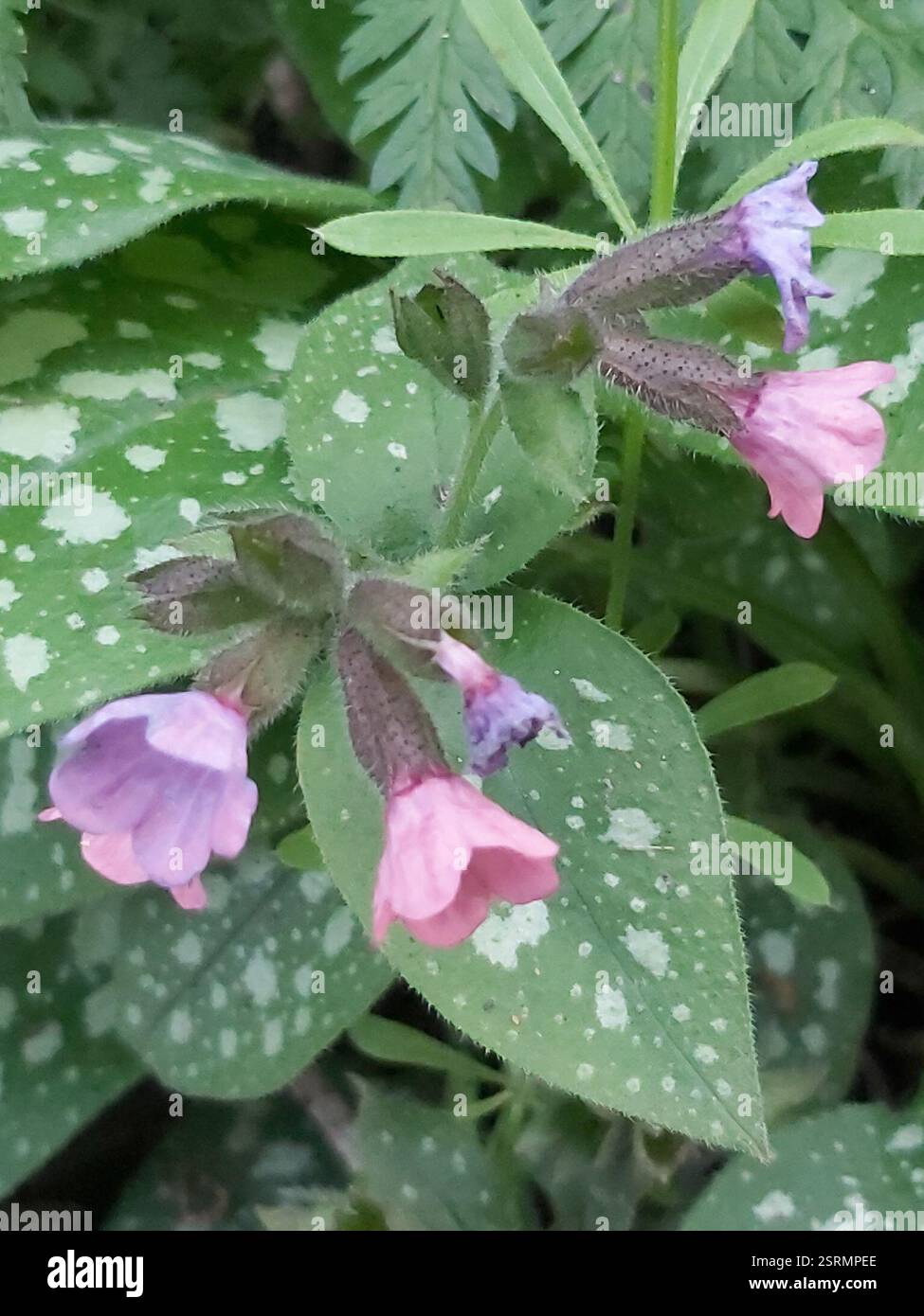 Lungwort (Pulmonaria officinalis), Plantae, Longwell Green, Bristol, UK ...