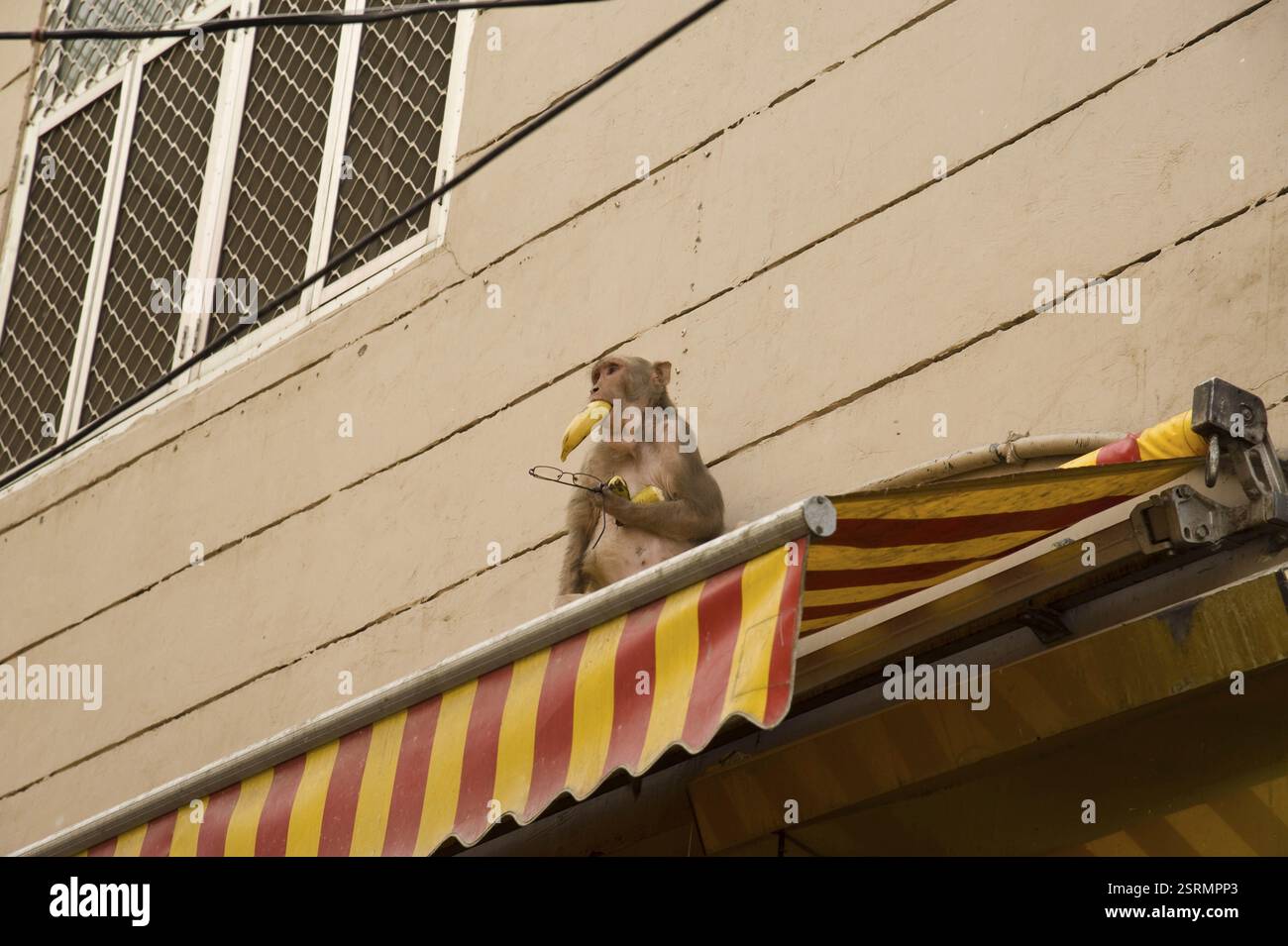 Monkeys on roof, vrindavan uttar pradesh, india, asia Stock Photo - Alamy