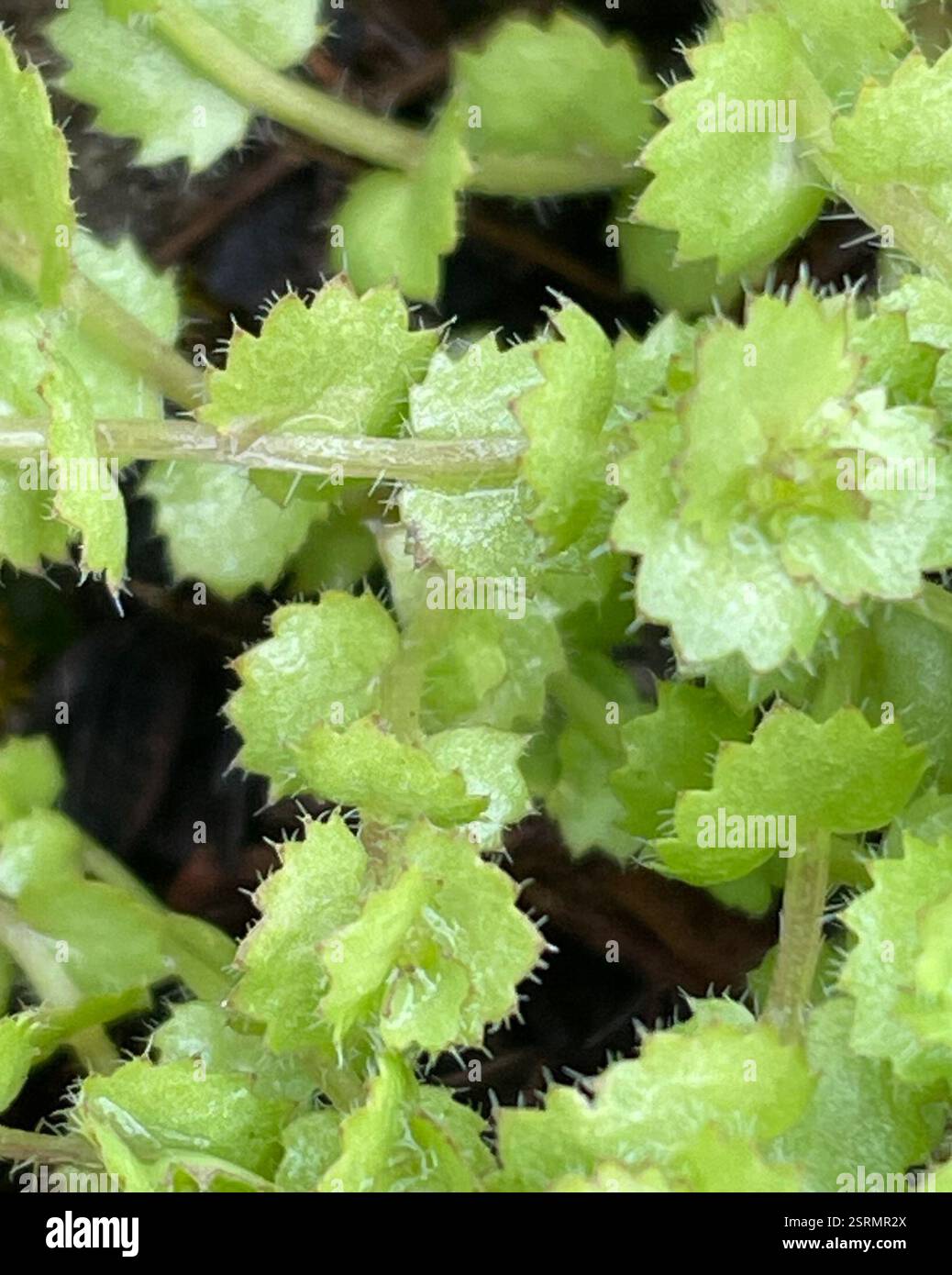 western pearlflower (Heterocodon rariflorum), Plantae, Fort Ord ...