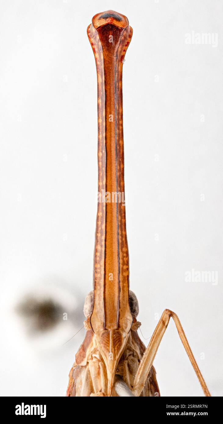 (Lappida), Insecta, Orellana, Parque Nacional Yasuní, EC-OR, EC ...