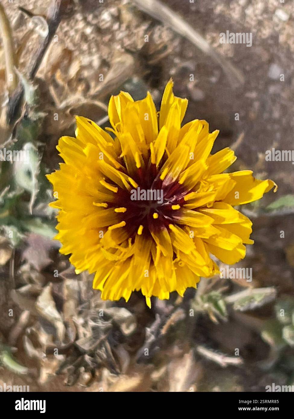 (Reichardia), Plantae, Route Cotiere de Safi, Ounagha, Marrakesh-Safi ...