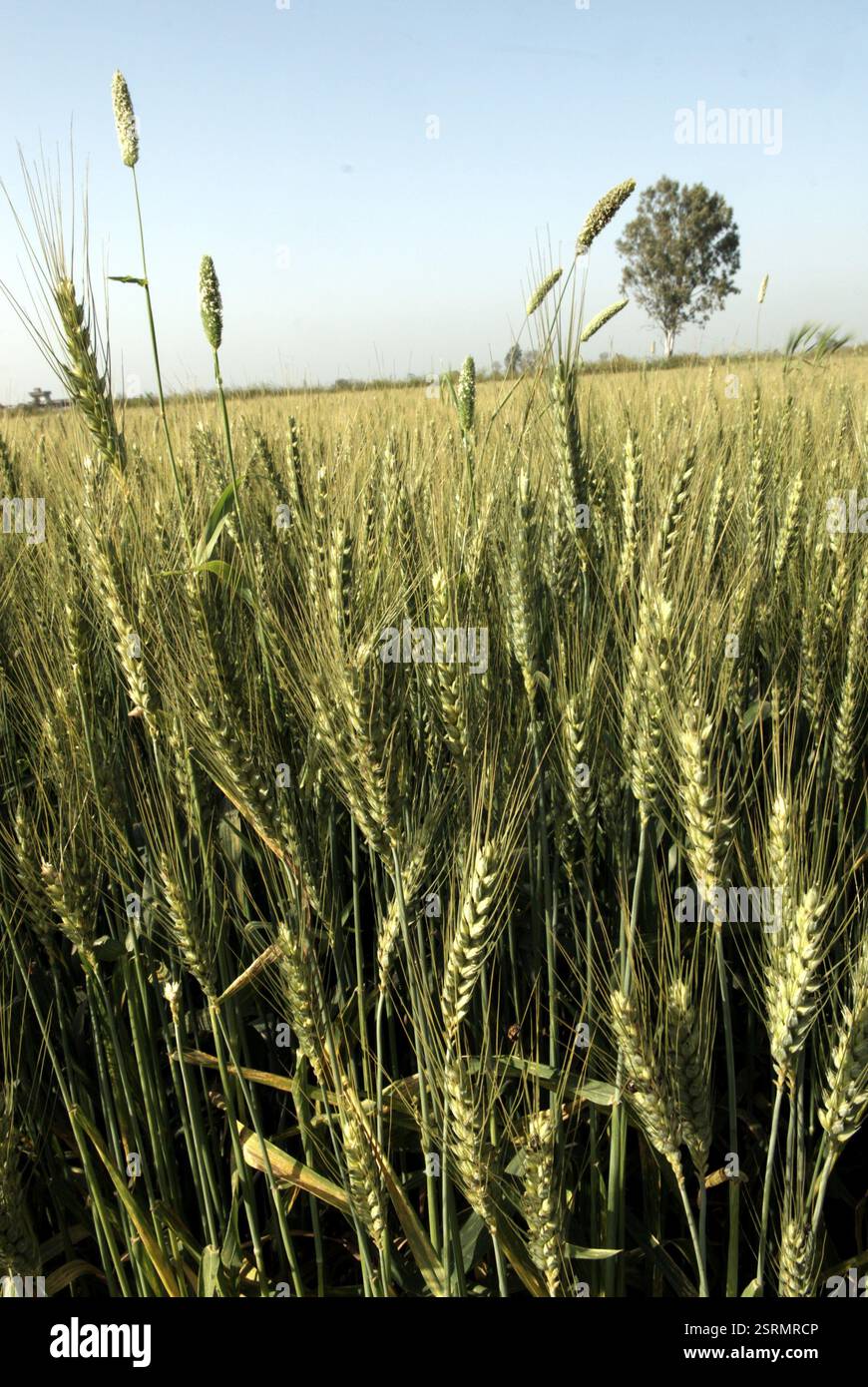 Wheat field near Amritsar, Punjab, India, Asia Stock Photo - Alamy