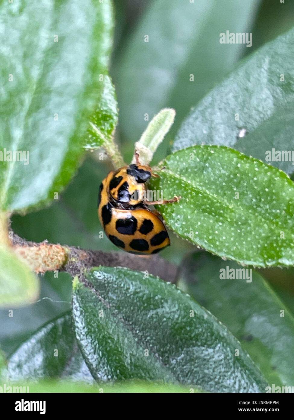 Large Spotted Ladybird (Harmonia conformis), Insecta, Melbourne VIC ...