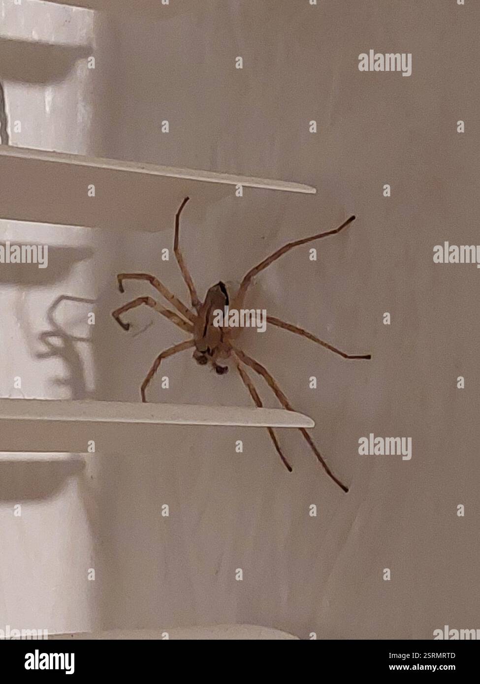 Crescent-eyed Spiders (Selenops), Arachnida, Duck Key, FL 33050, USA ...