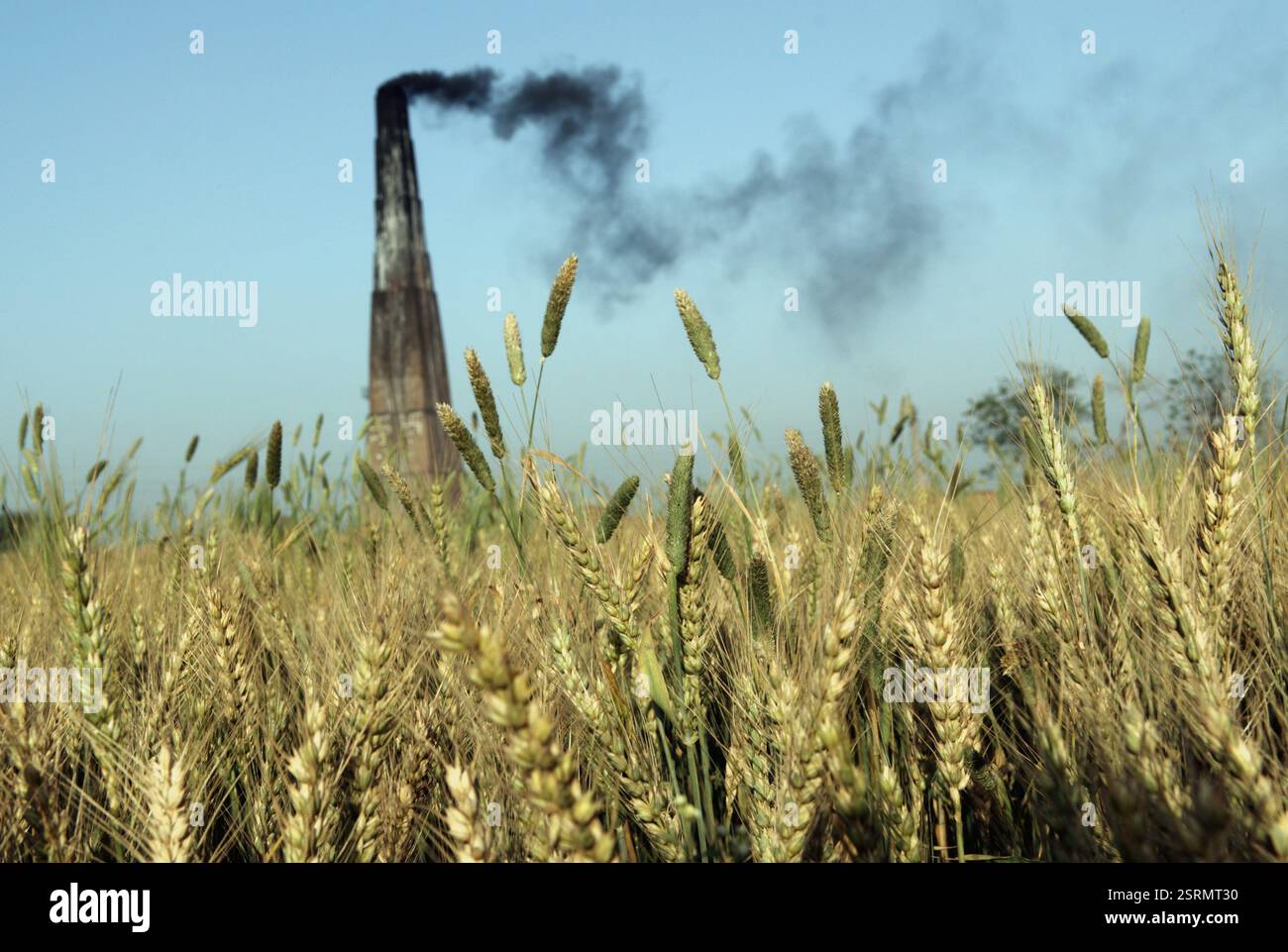 Chimney emitting smoke near wheat field in Doulo Nangal village in ...