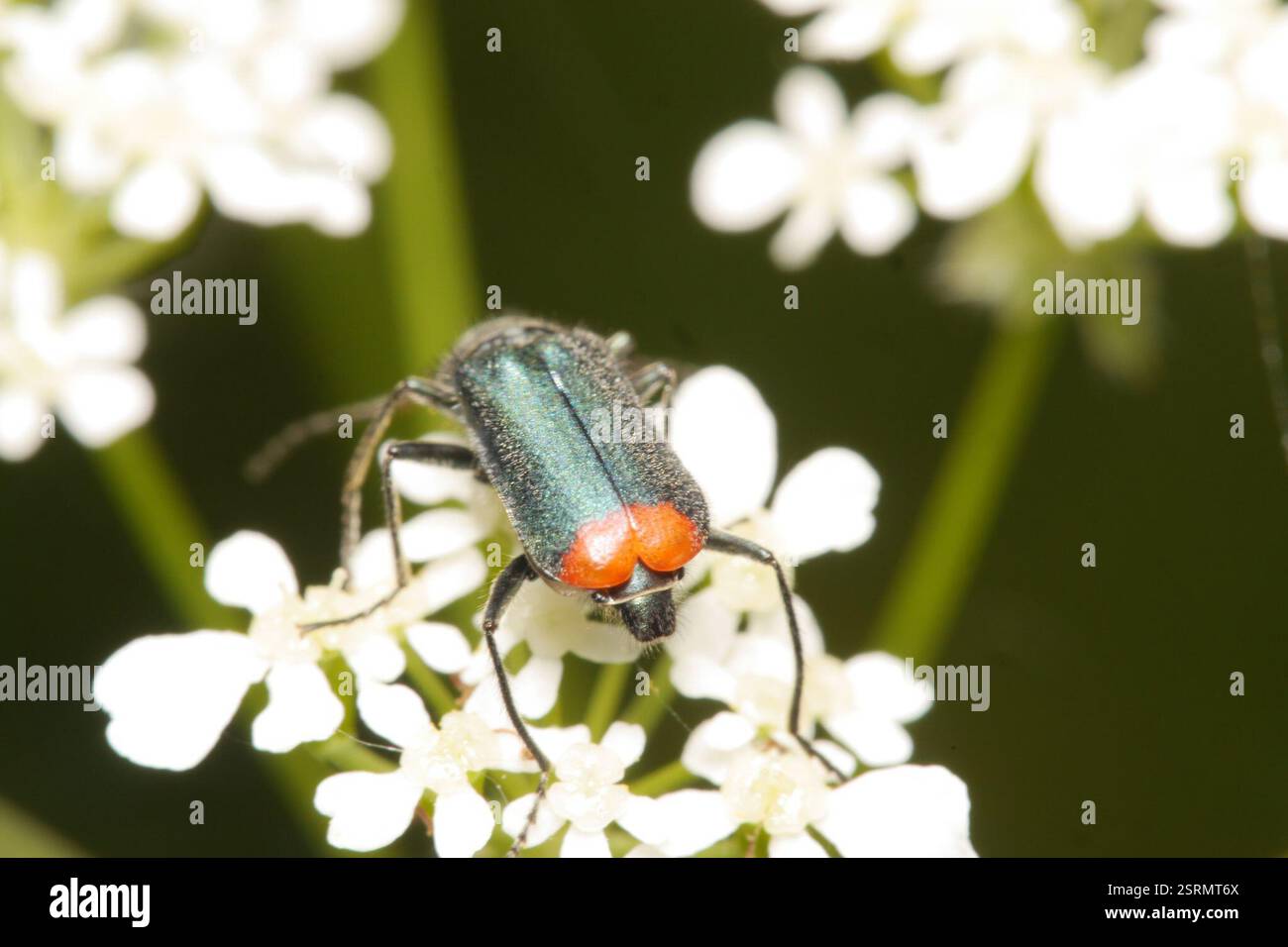 Common Malachite-beetle (Malachius bipustulatus), Insecta, 56332 ...
