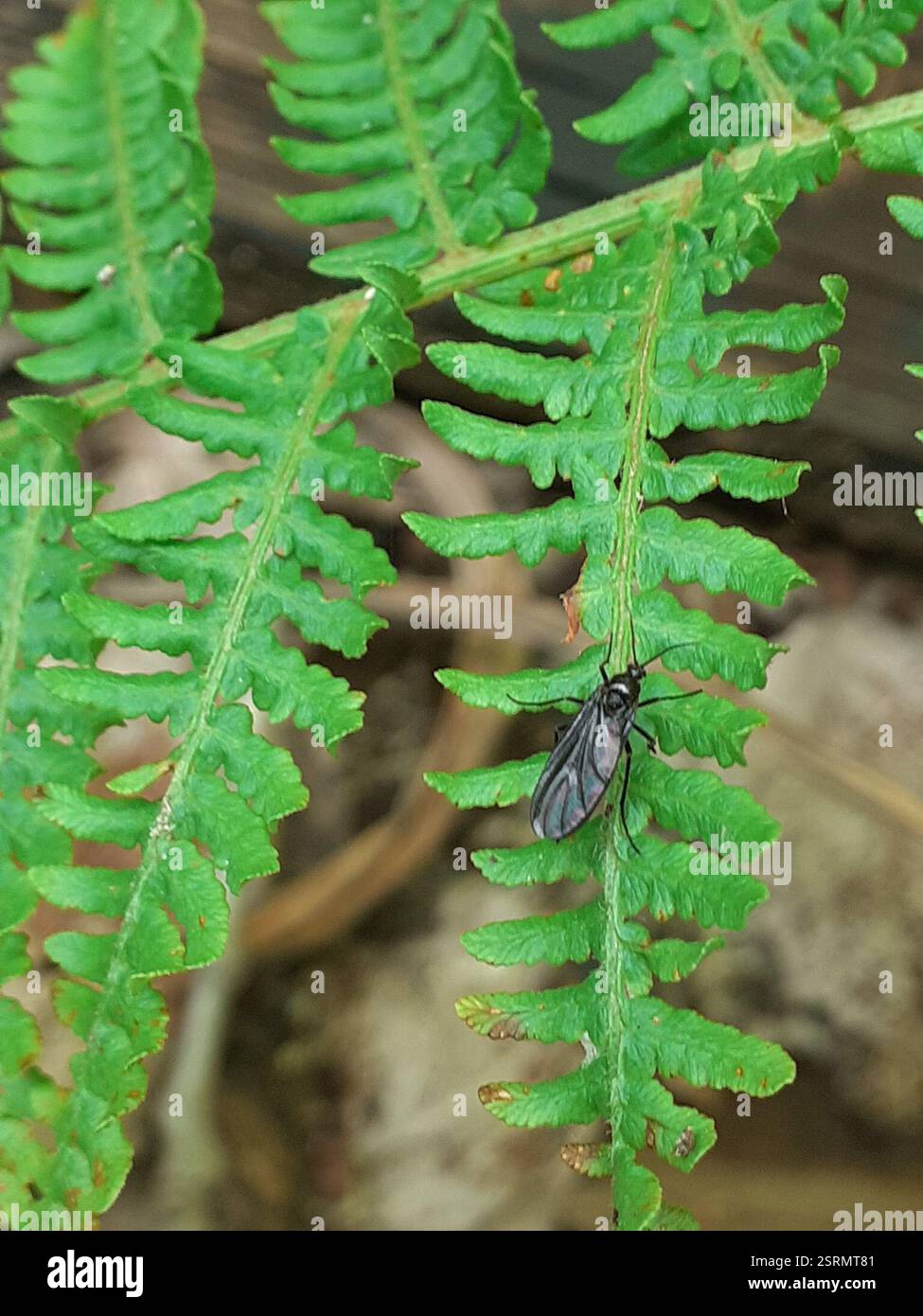 Gnats and Allies (Bibionomorpha), Insecta, Città metropolitana di Roma ...