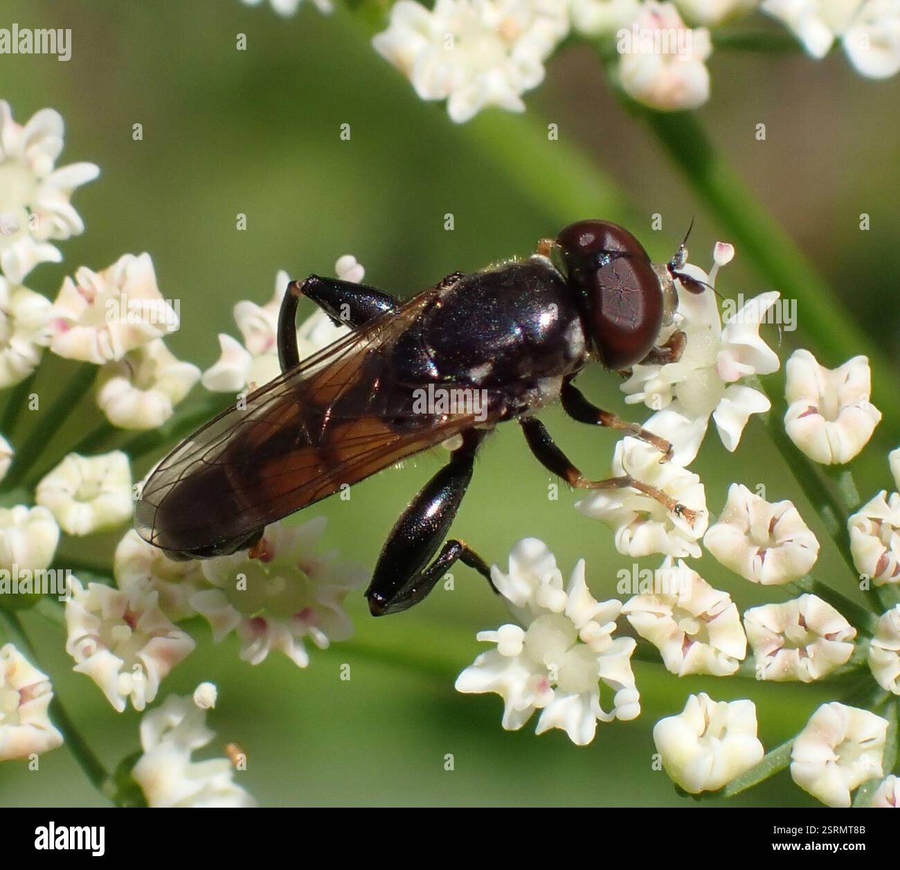 Tooth-thighed Hoverfly (Tropidia scita), Insecta, Nationaal Park De ...