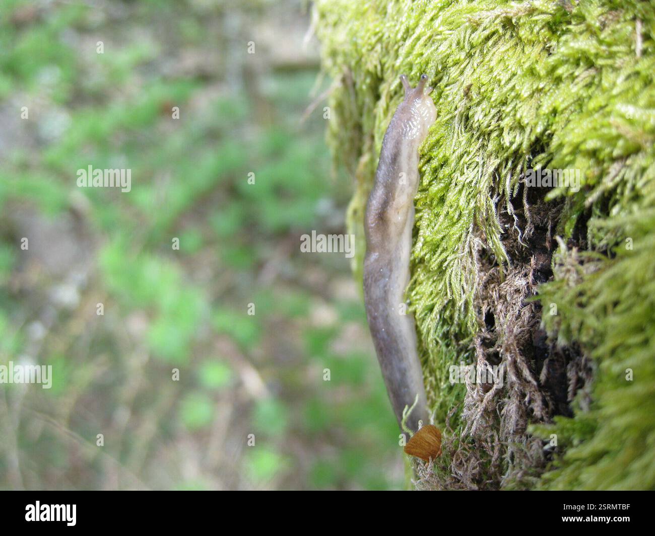 Tree slug (Lehmannia marginata), Mollusca, South Lanarkshire, UK Stock ...