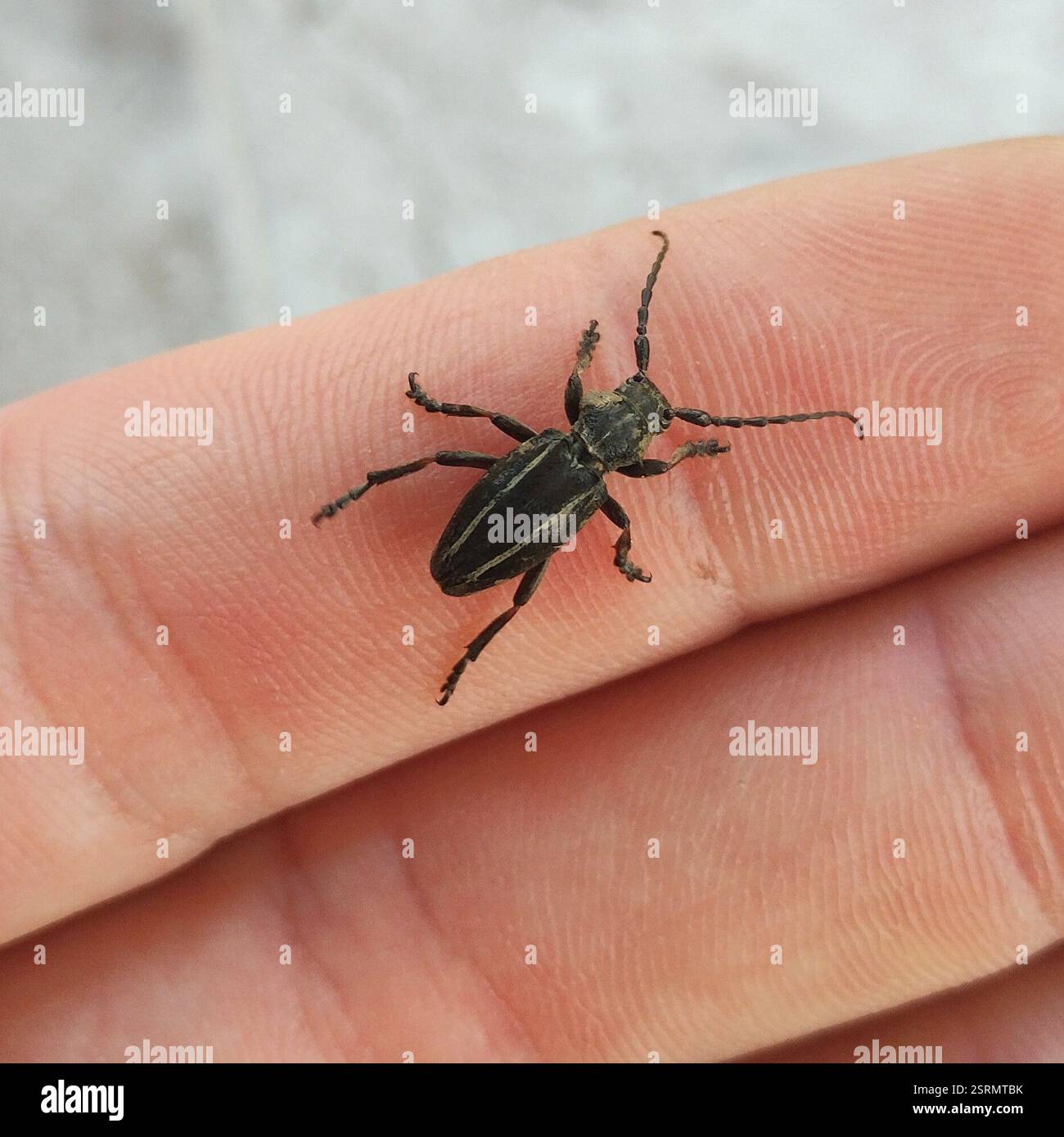 (Neodorcadion bilineatum), Insecta, Kosanin dol, Pancharevo, Bulgaria ...