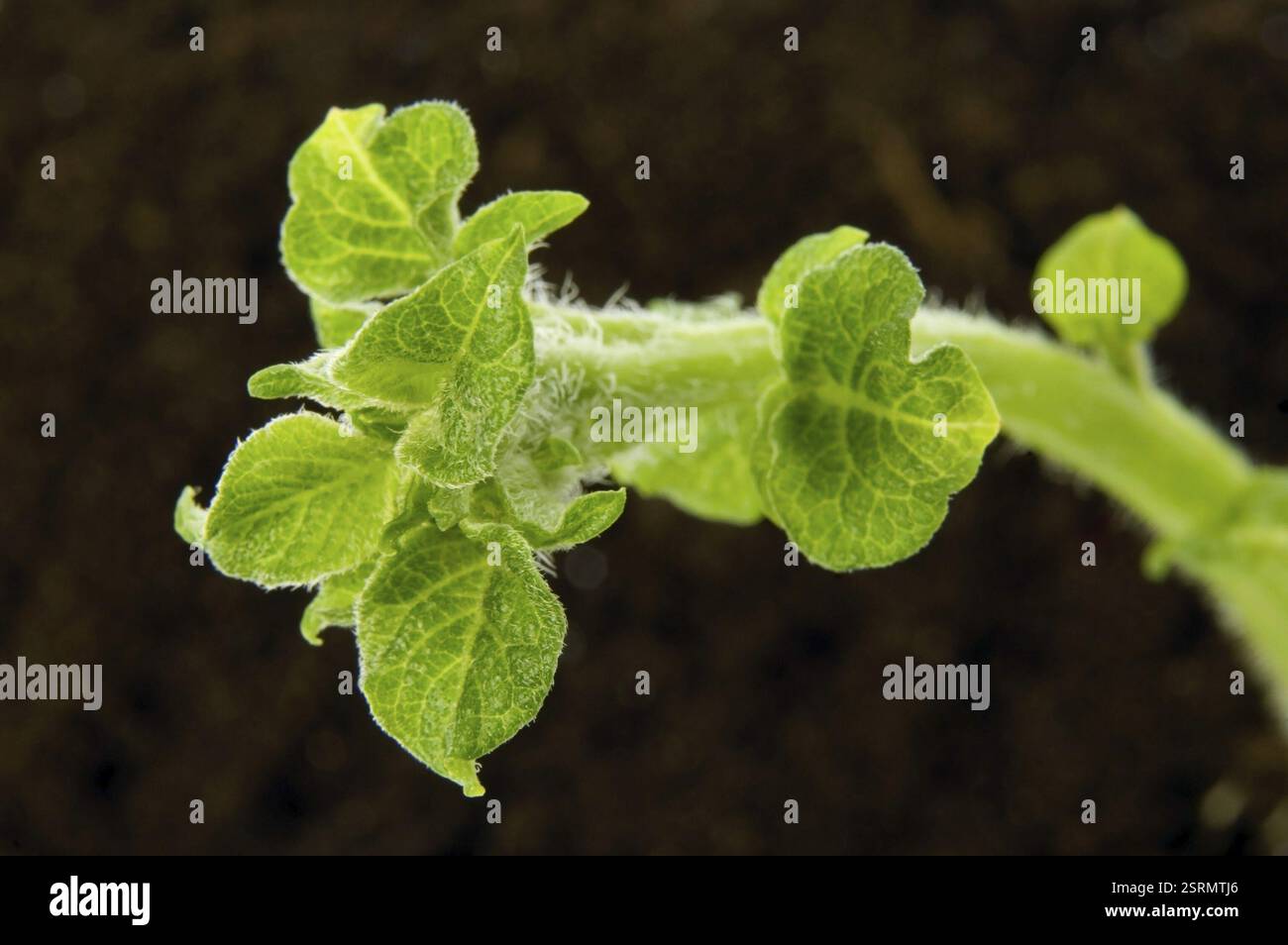 Spring plant. potatoe Stock Photo - Alamy