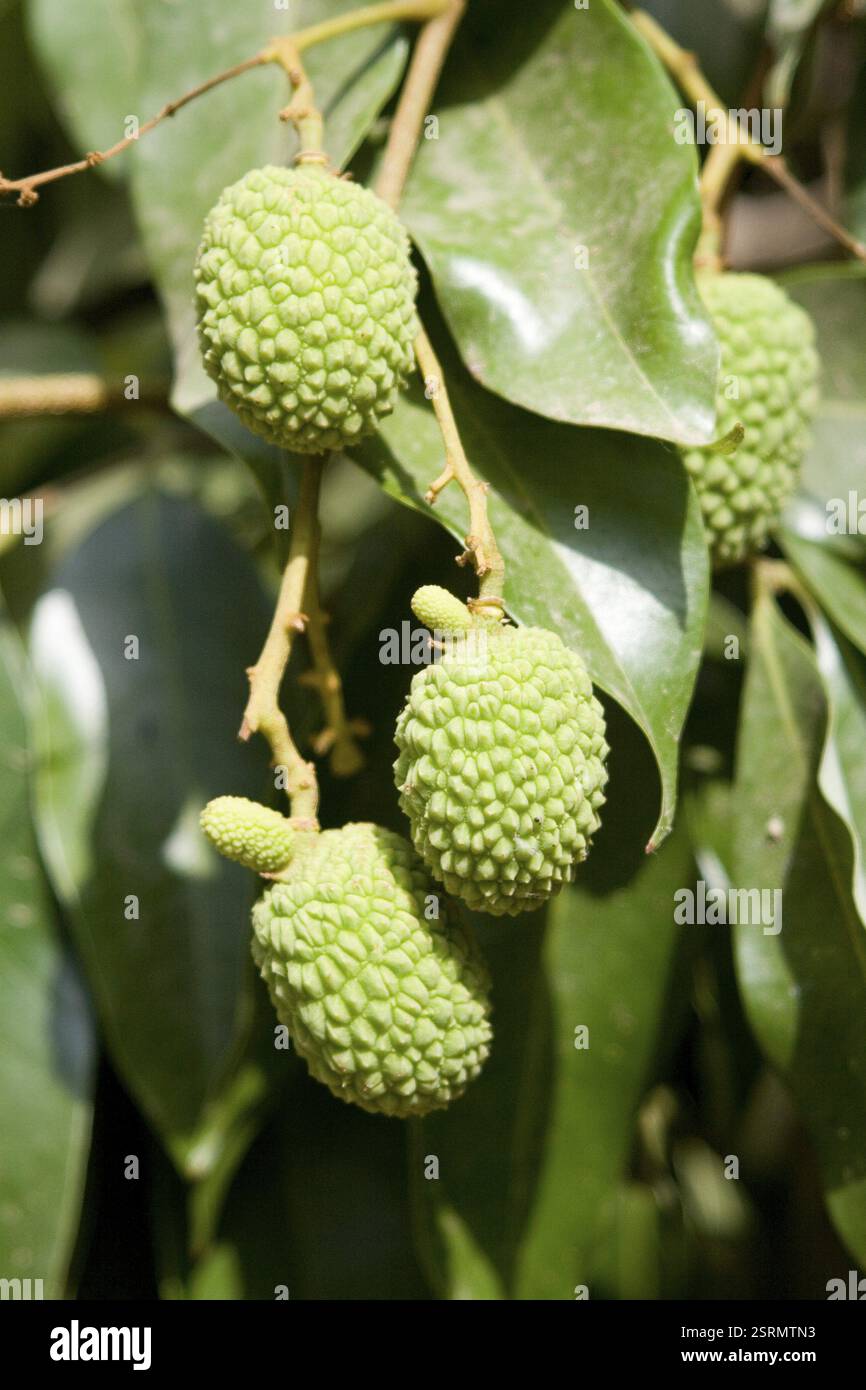 Tree of litchi lichee and lychee tree, Pachmarhi, Madhya Pradesh, India ...