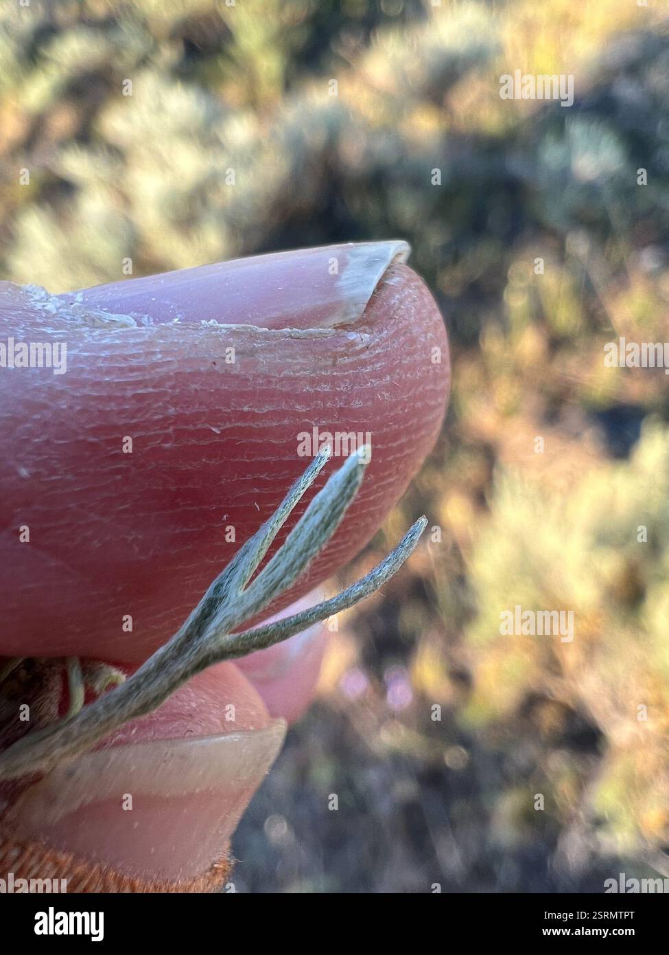 Scabland Sagebrush (Artemisia rigida), Plantae, Douglas County, WA, USA ...