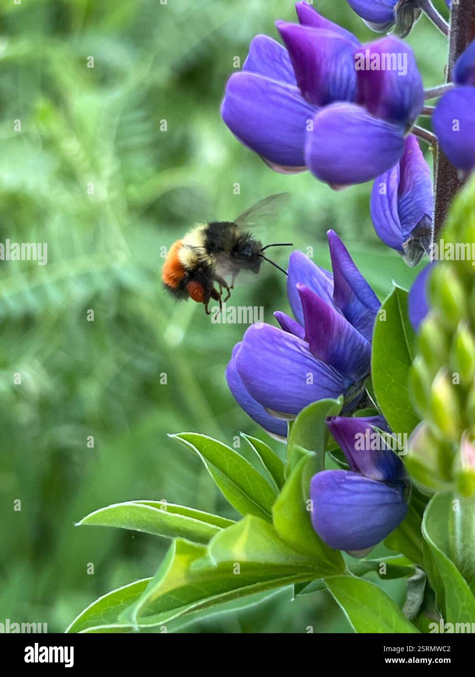 Black-tailed Bumble Bee (Bombus melanopygus), Insecta, Queen's Park ...