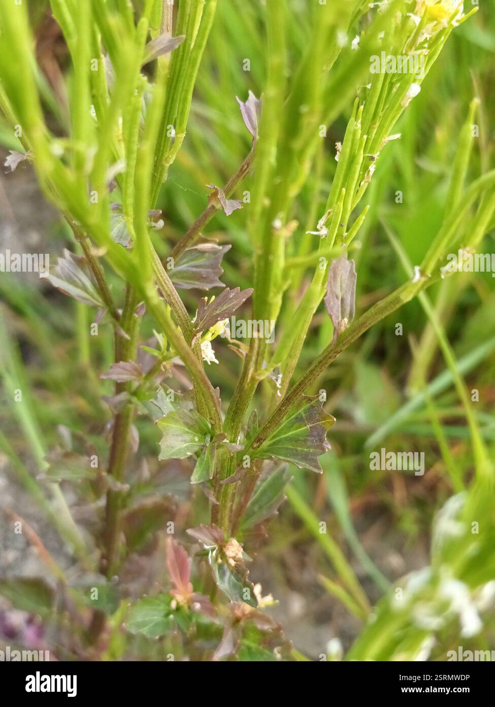 mustard family (Brassicaceae), Plantae, Longstanton, Cambridge, UK ...
