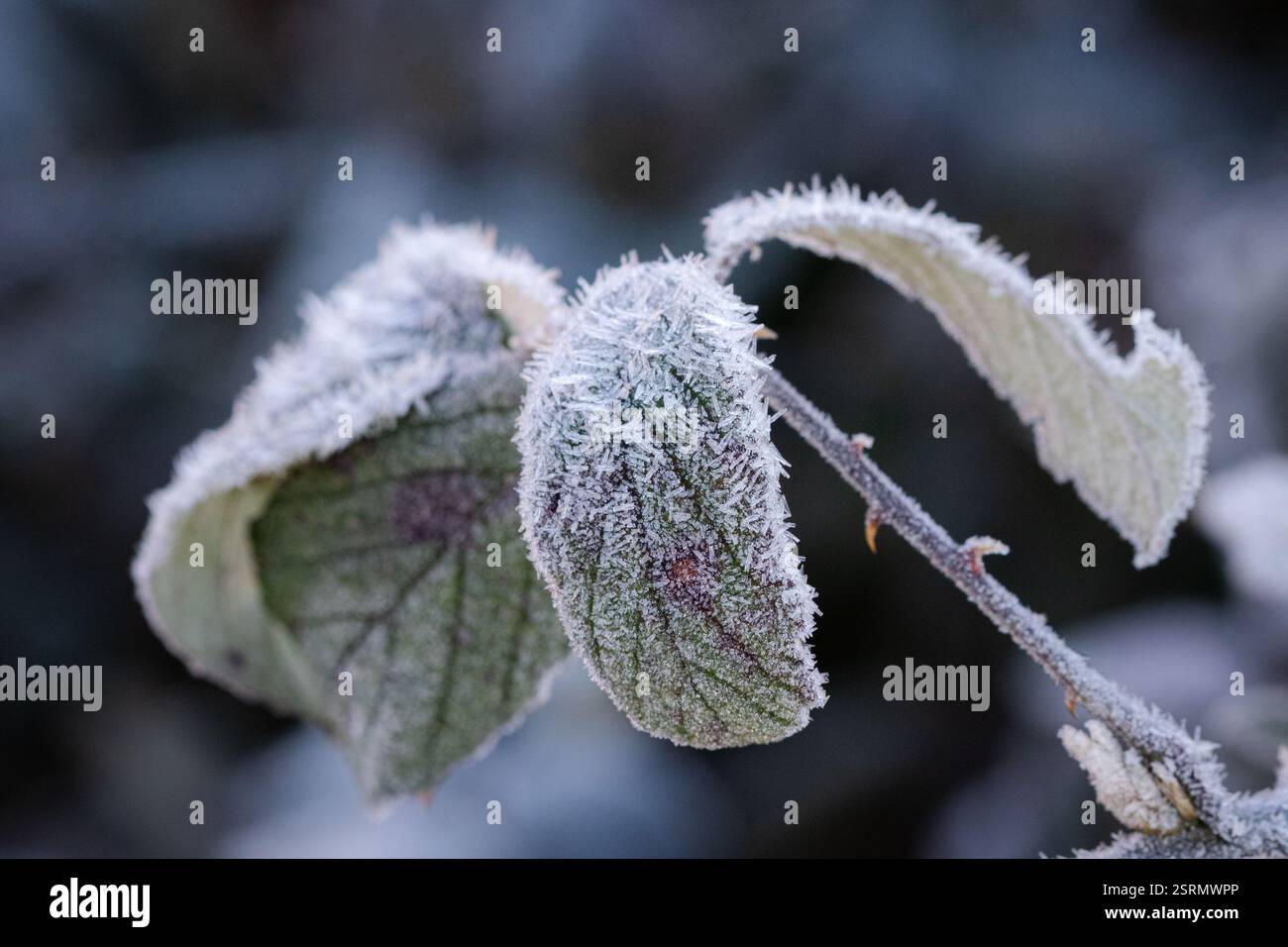 Frost formation on Bramble leaves Stock Photo - Alamy